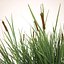 3d Typha Common Bulrush