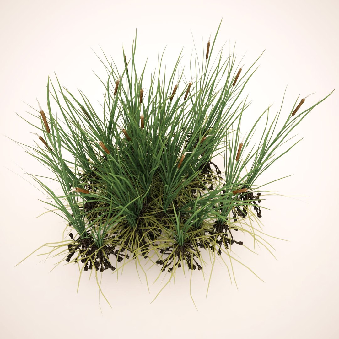 3d typha common bulrush