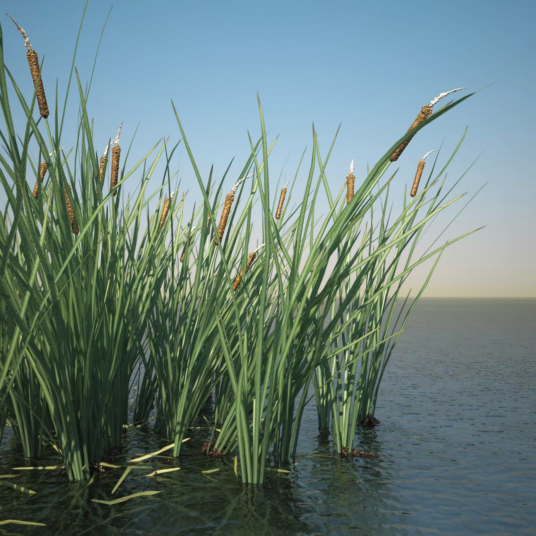 3d typha common bulrush