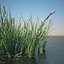 3d Typha Common Bulrush