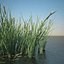 3d Typha Common Bulrush