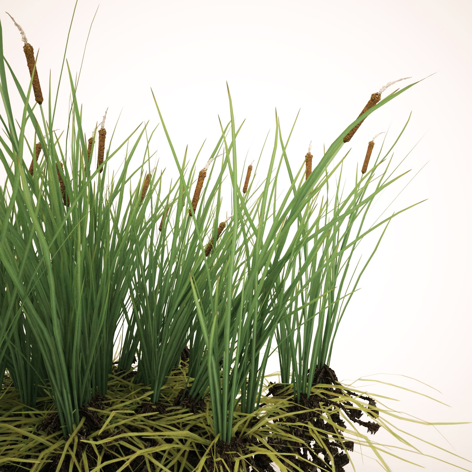 3d typha common bulrush