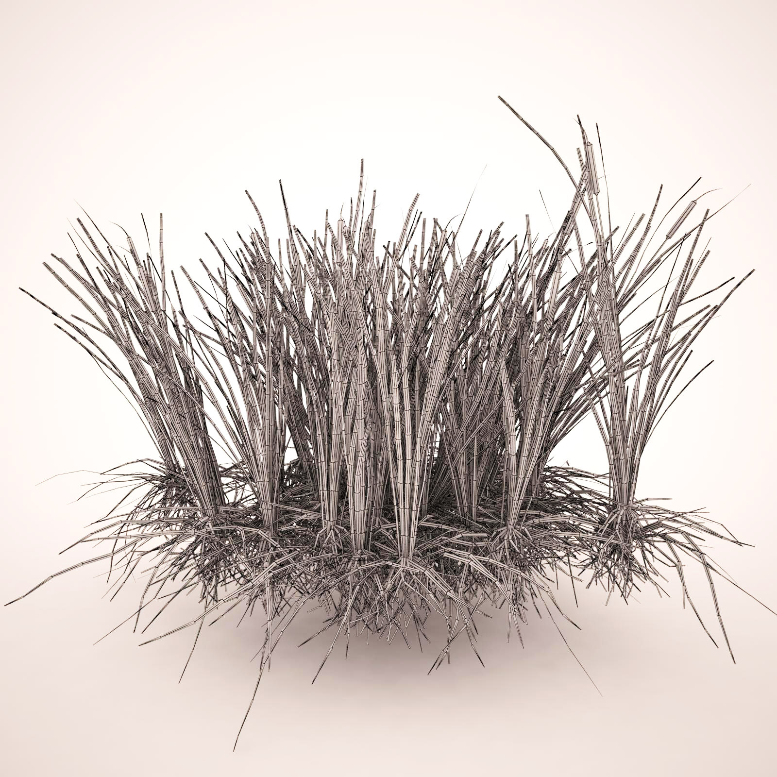 3d typha common bulrush