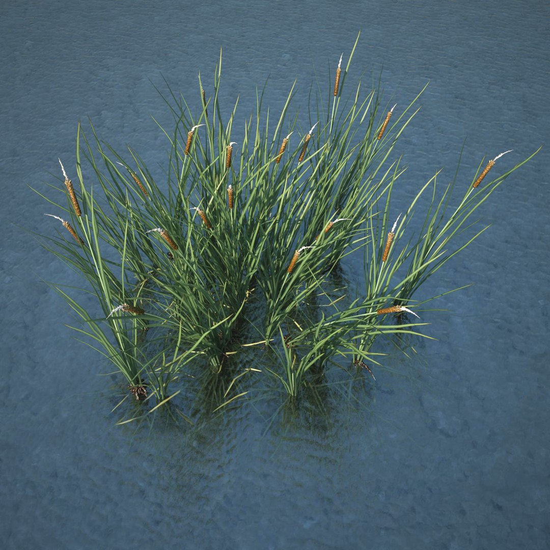 3d typha common bulrush