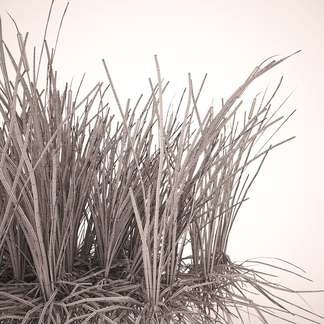 3d typha common bulrush