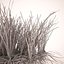 3d Typha Common Bulrush