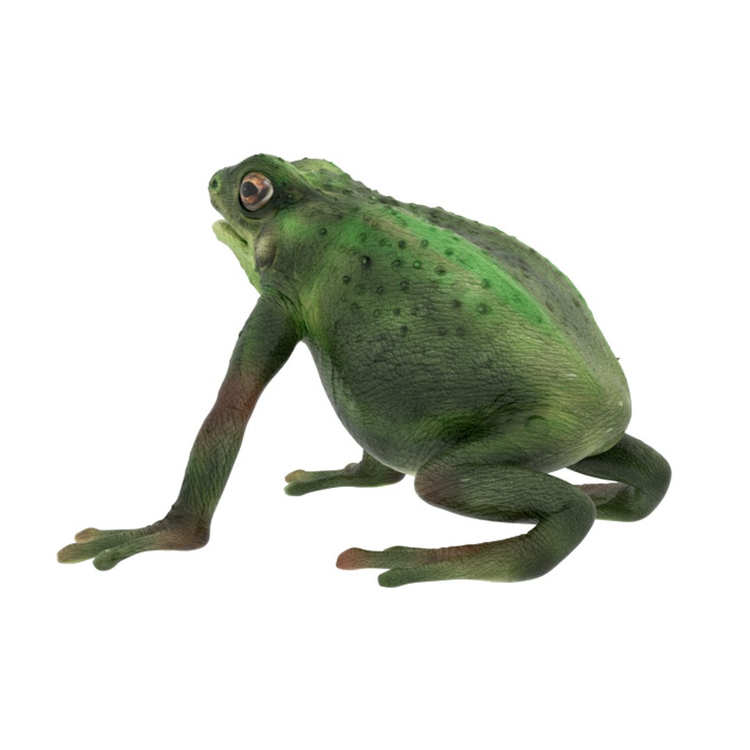 maya frog