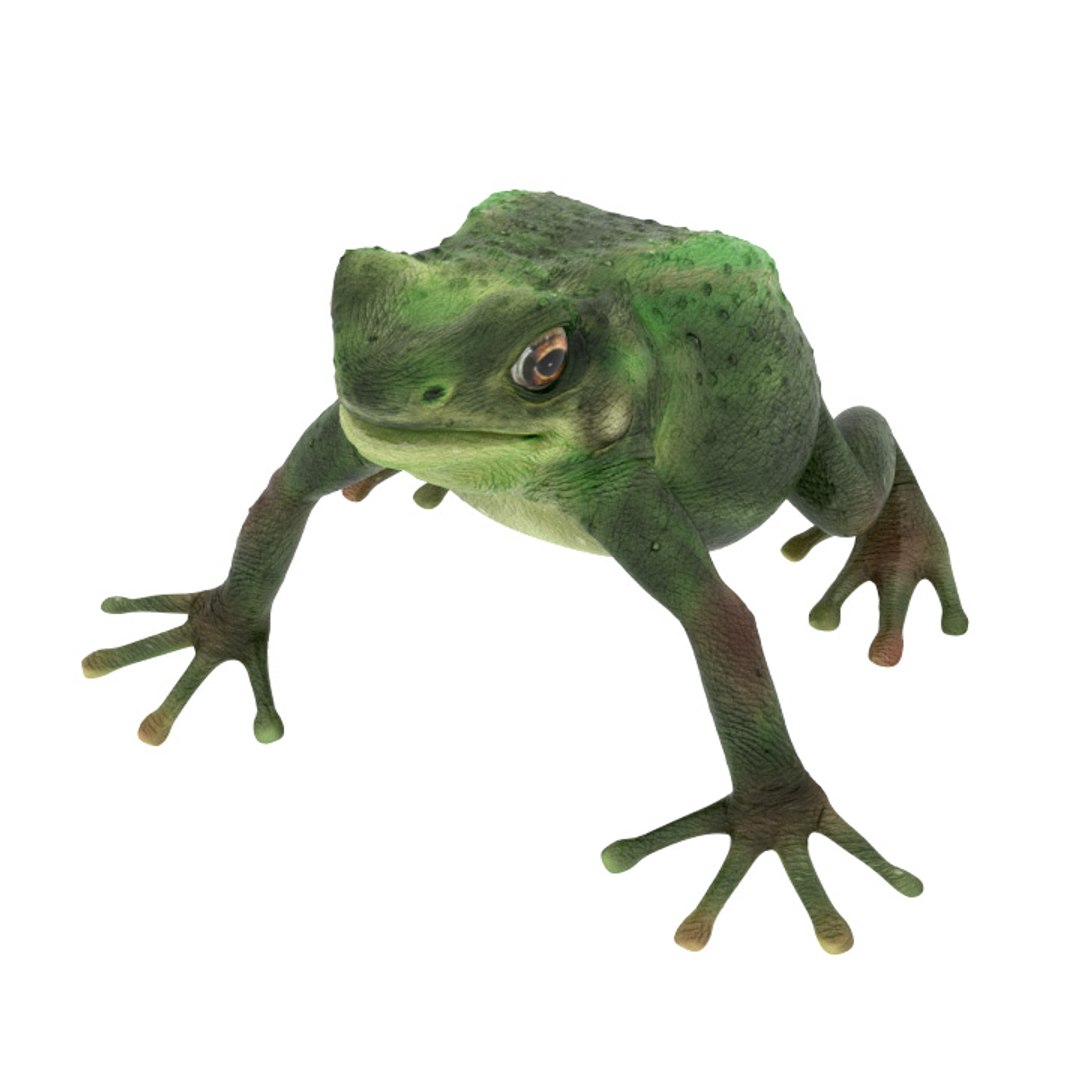 maya frog