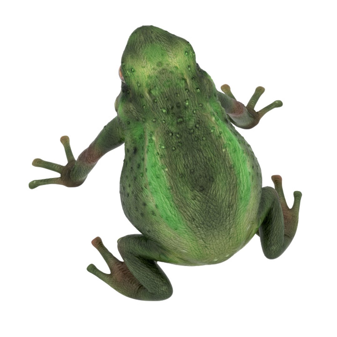 maya frog