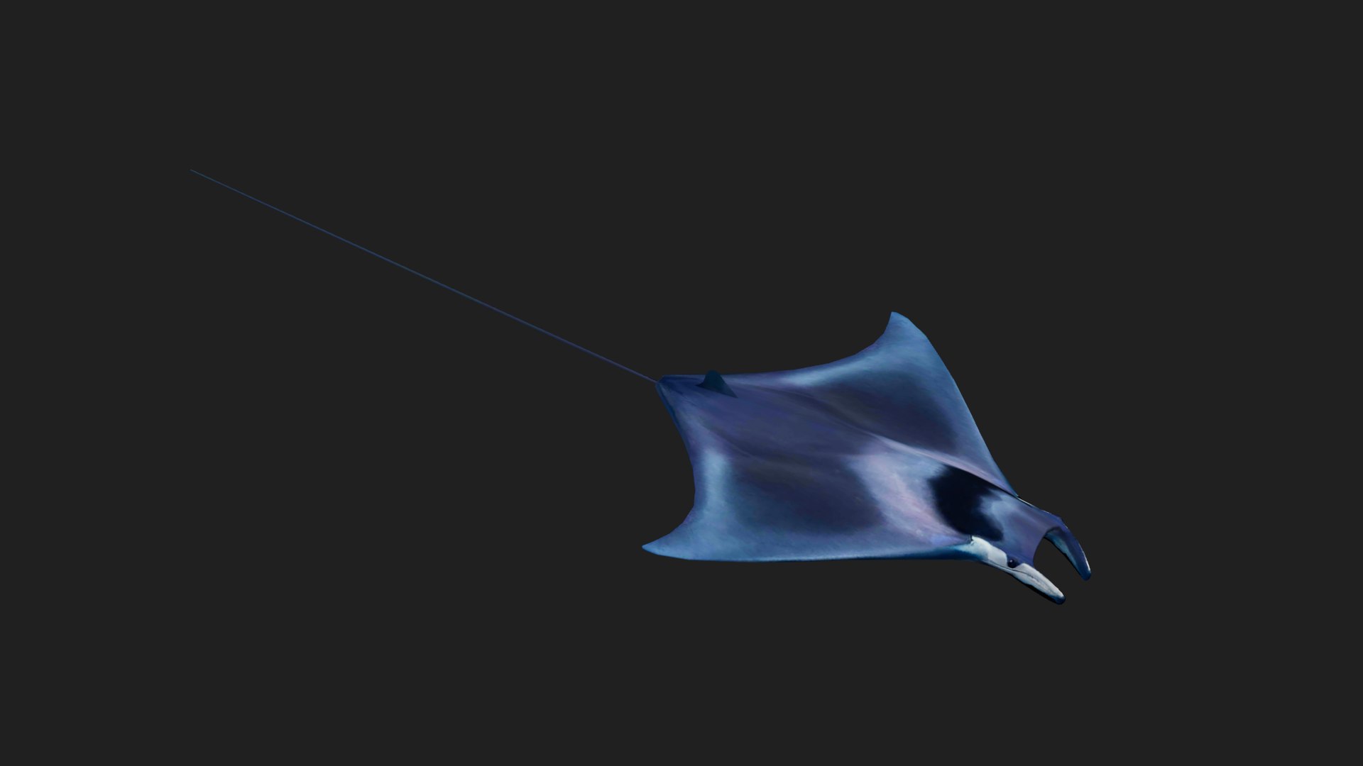 3D Devilfish - TurboSquid 2122057