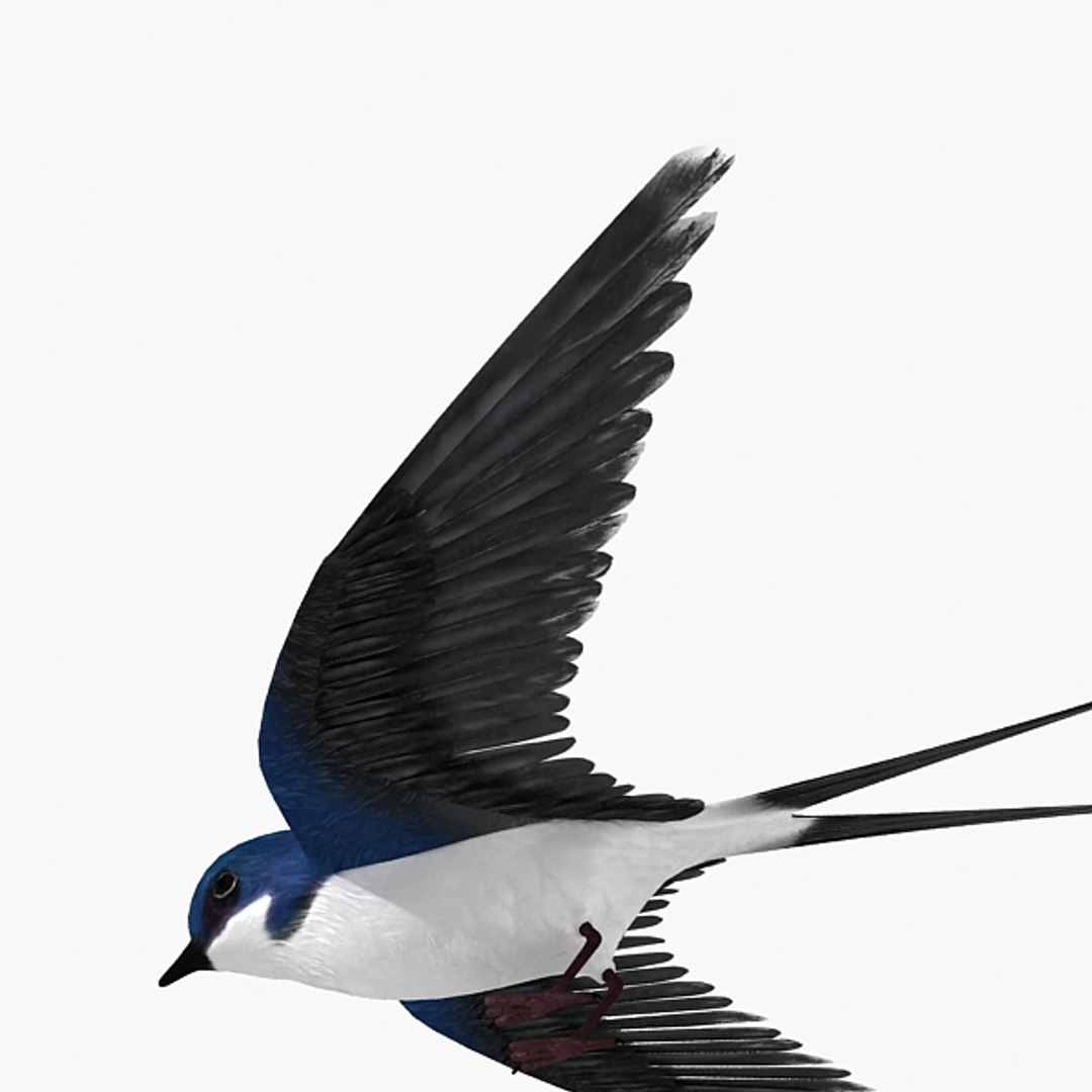 Swallow Bird Max