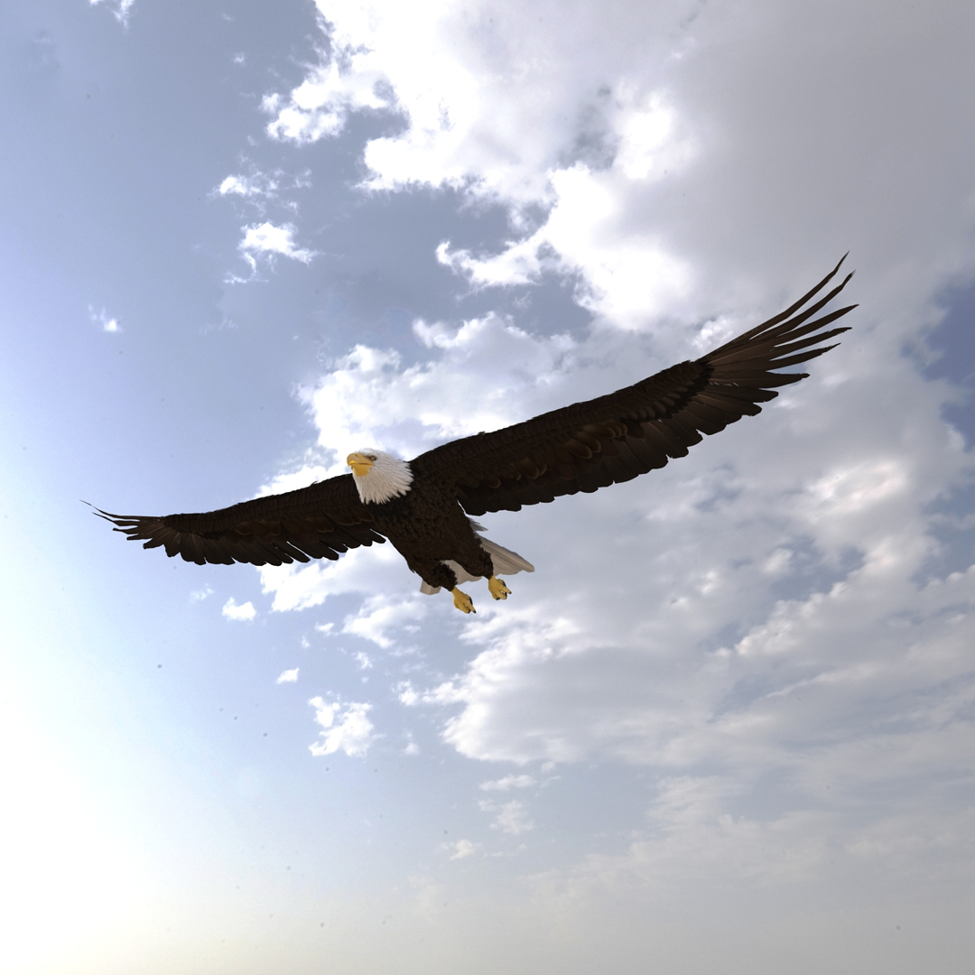 3d bald eagle animation