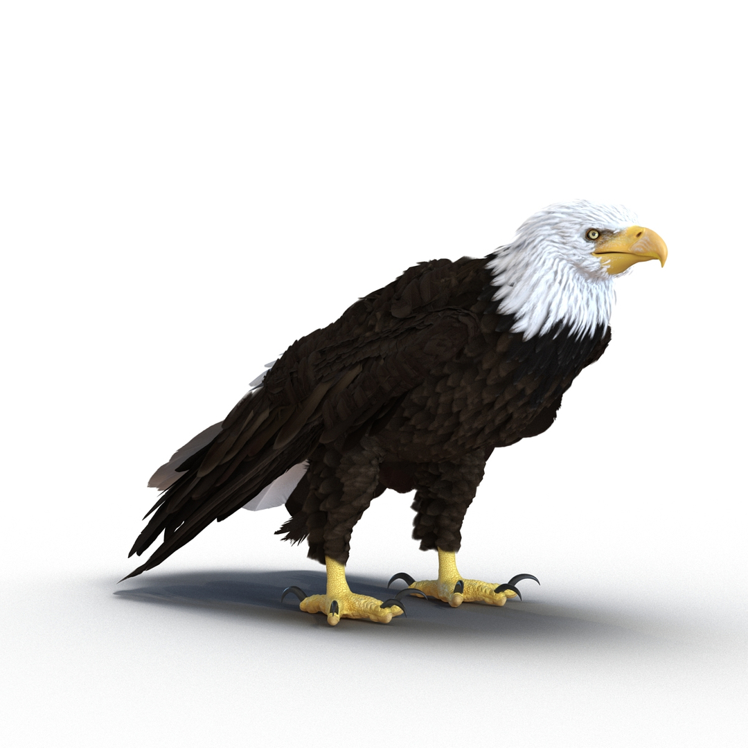 3d bald eagle animation