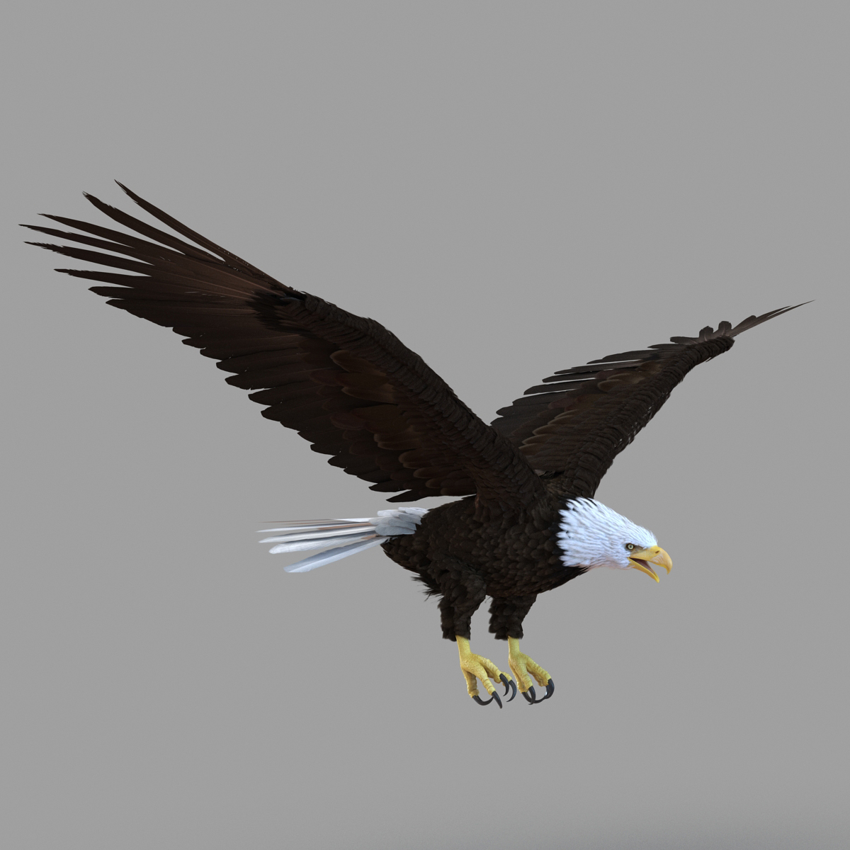 3d bald eagle animation