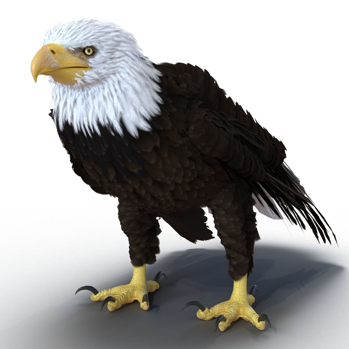 3d bald eagle animation