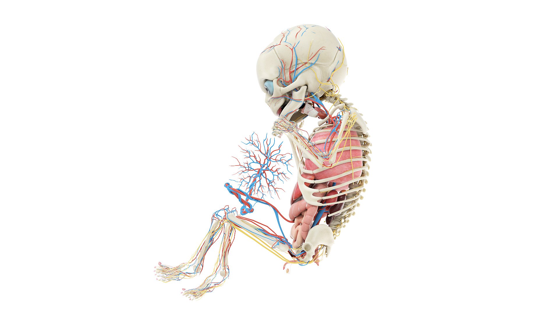 Fetus Anatomy Week 33 Static Model - TurboSquid 1834171