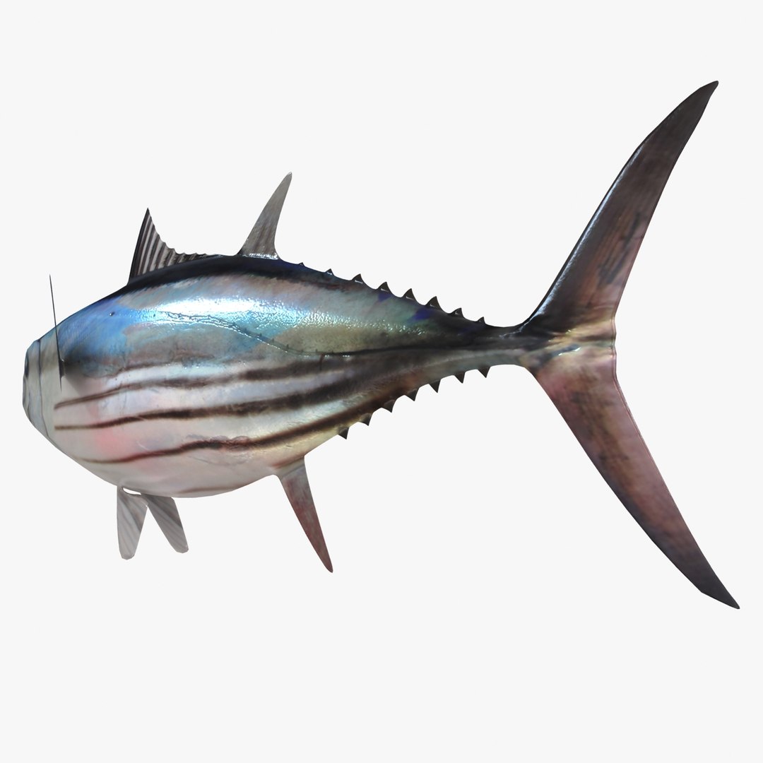 Skipjack Tuna 3d Max