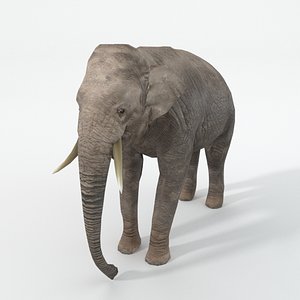 Elephant 3d Models For Download Turbosquid