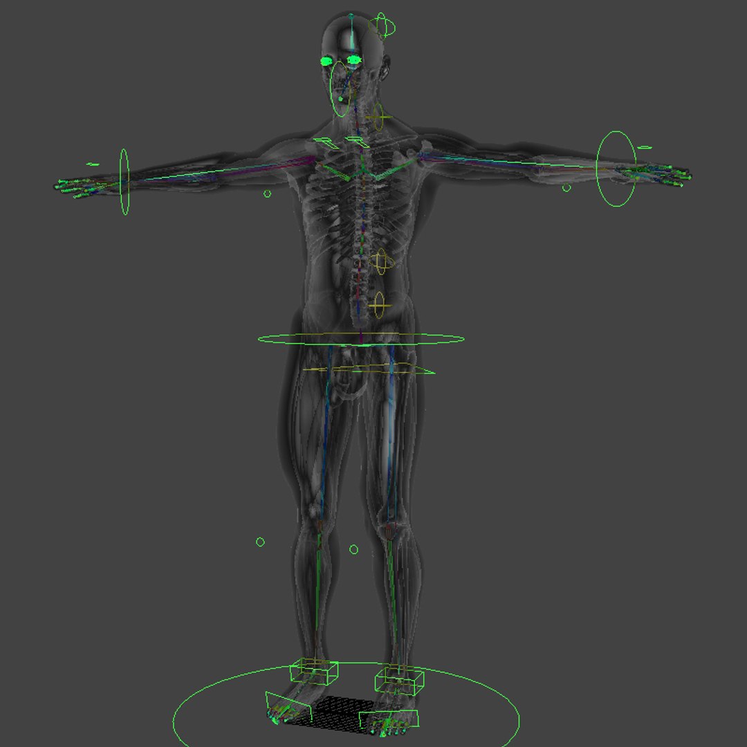 3d model human male body muscular