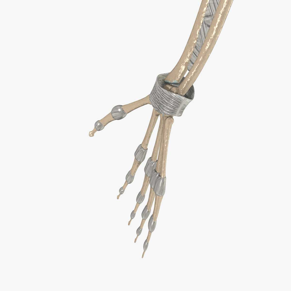 ma human arm bones ligaments