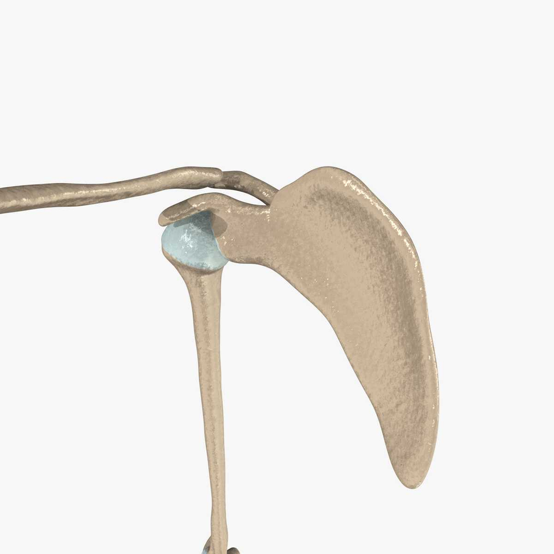 ma human arm bones ligaments