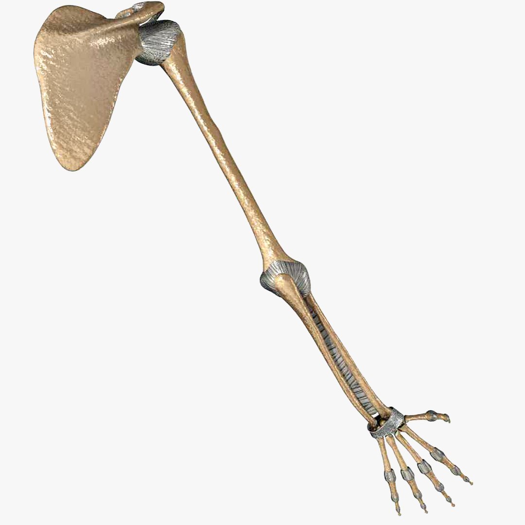 ma human arm bones ligaments