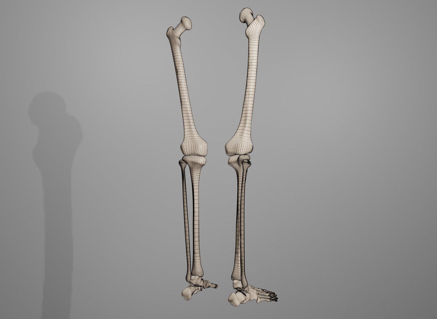 Bone Human Leg 3D Model - TurboSquid 1686219