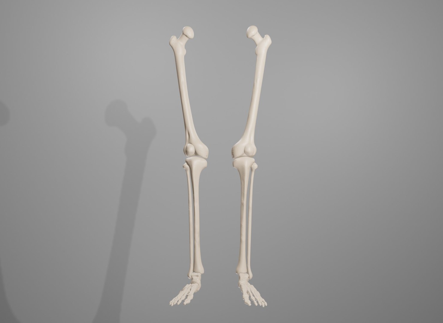 Bone Human Leg 3D Model - TurboSquid 1686219