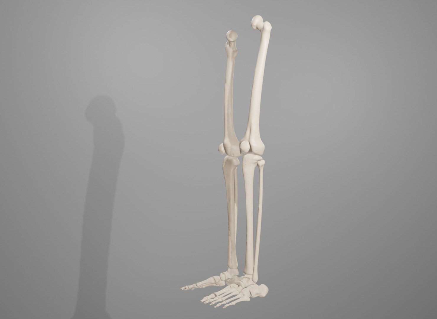 Bone Human Leg 3D Model - TurboSquid 1686219