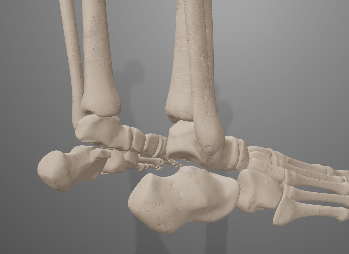 Bone Human Leg 3D Model - TurboSquid 1686219