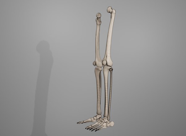 Bone human leg 3D model - TurboSquid 1686219