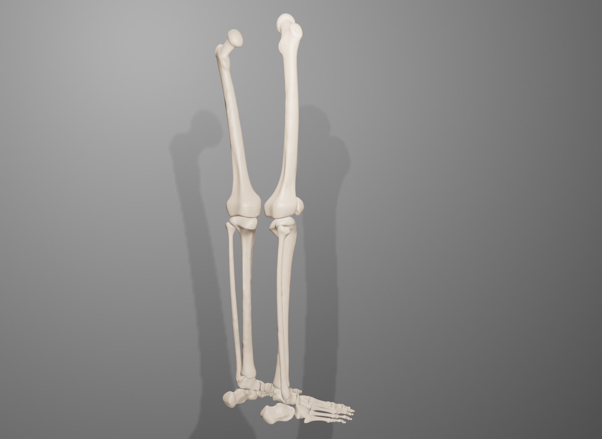 Bone human leg 3D model - TurboSquid 1686219