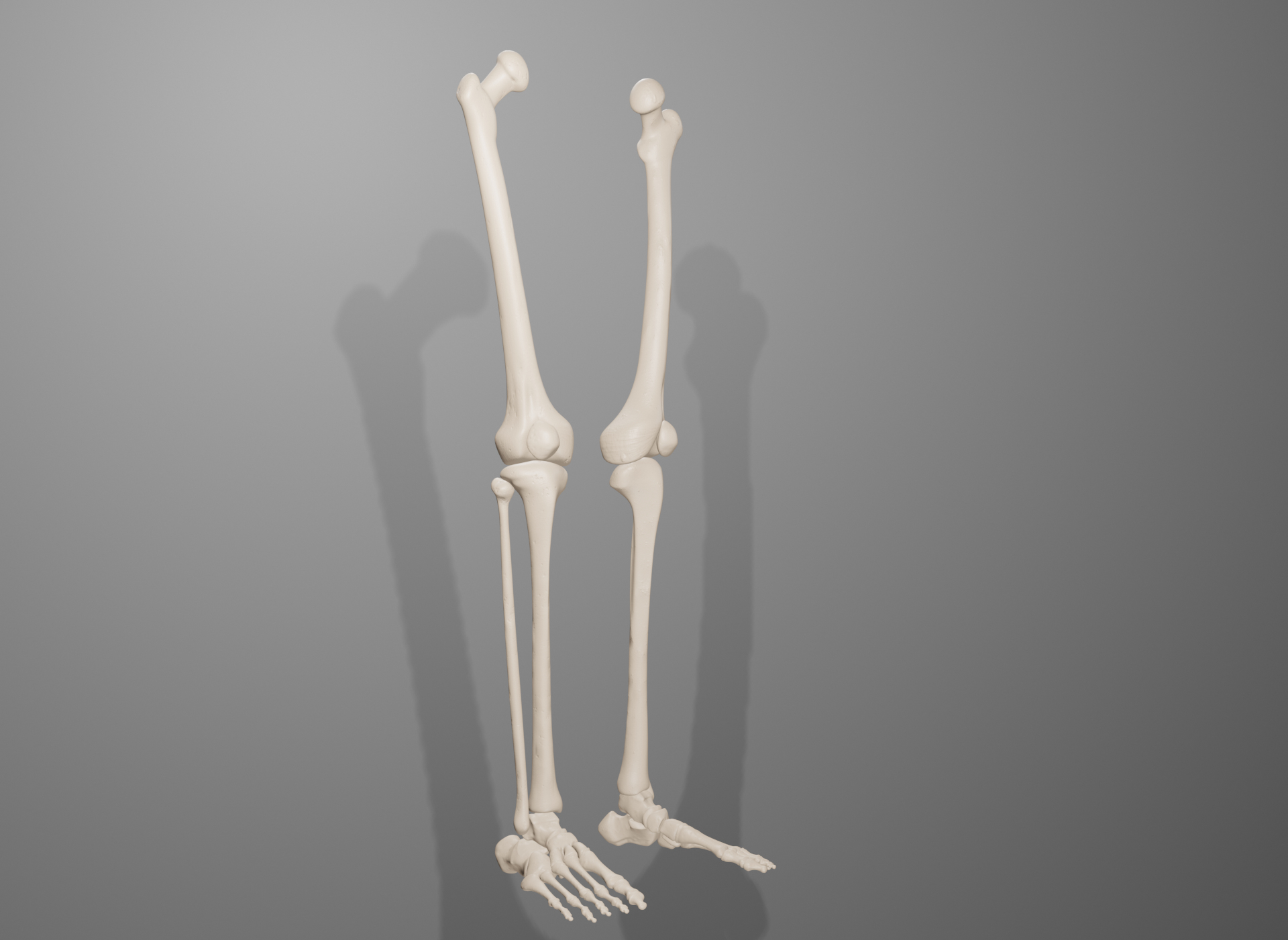 Bone human leg 3D model - TurboSquid 1686219