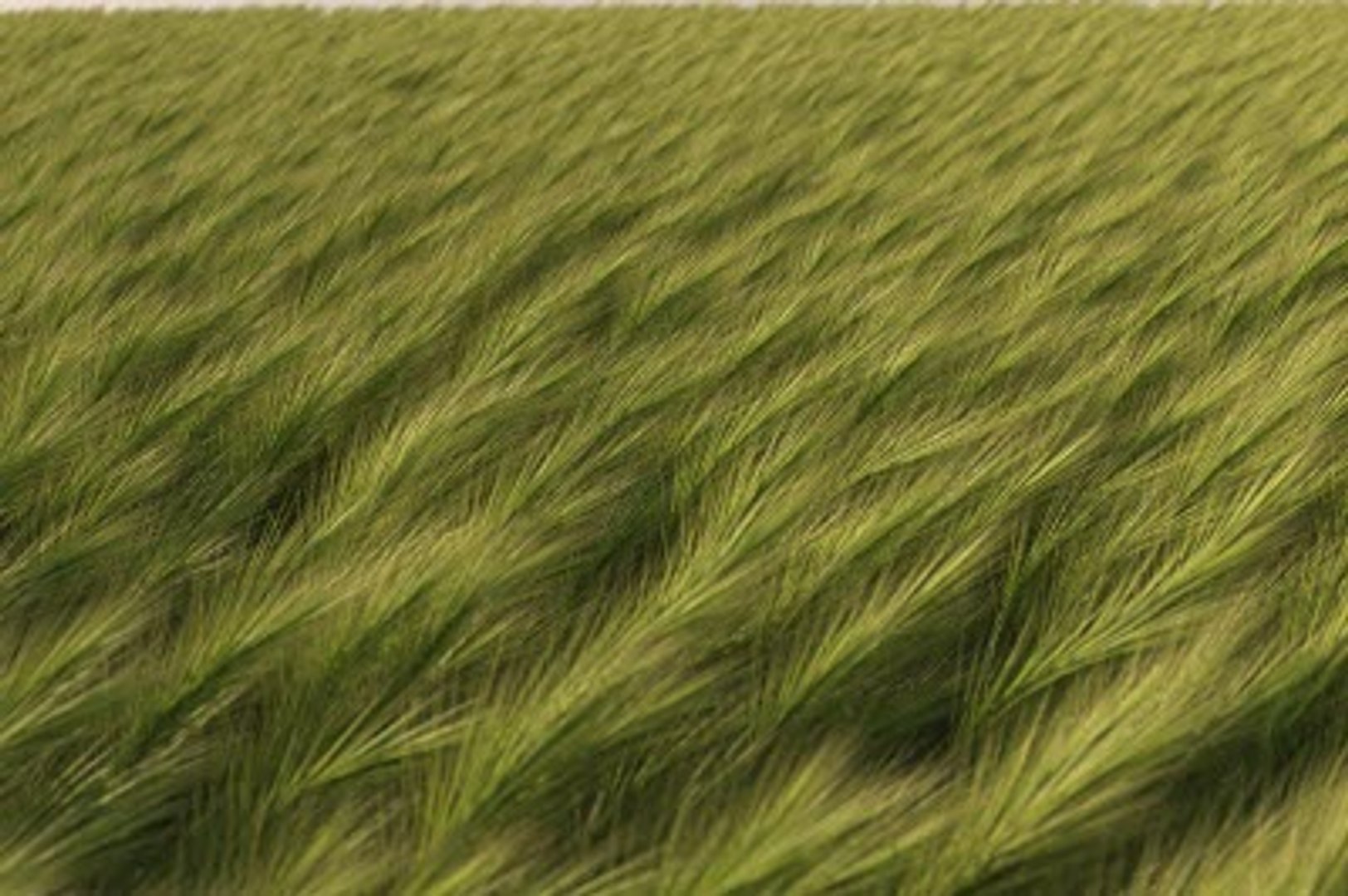 Grass Scattering 3d Max