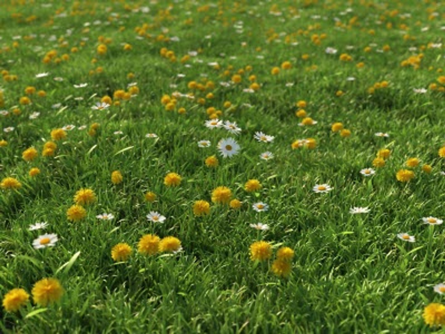 Grass Scattering 3d Max