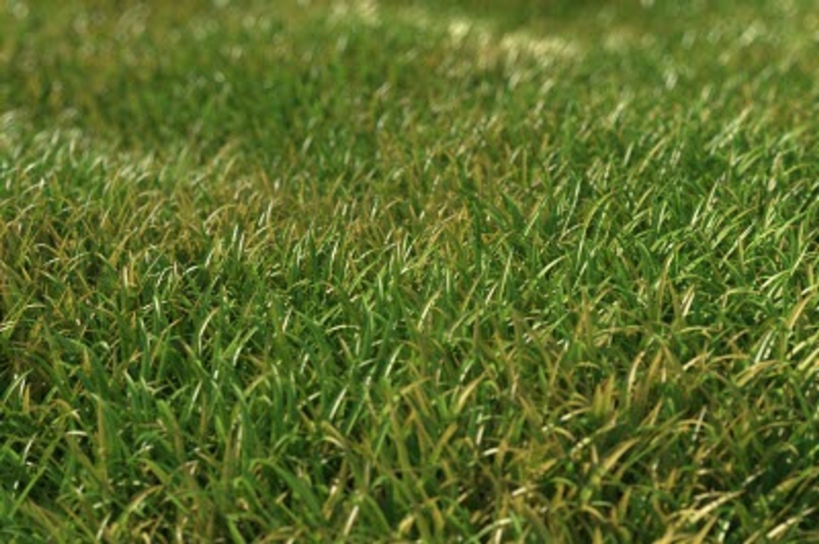 Grass Scattering 3d Max