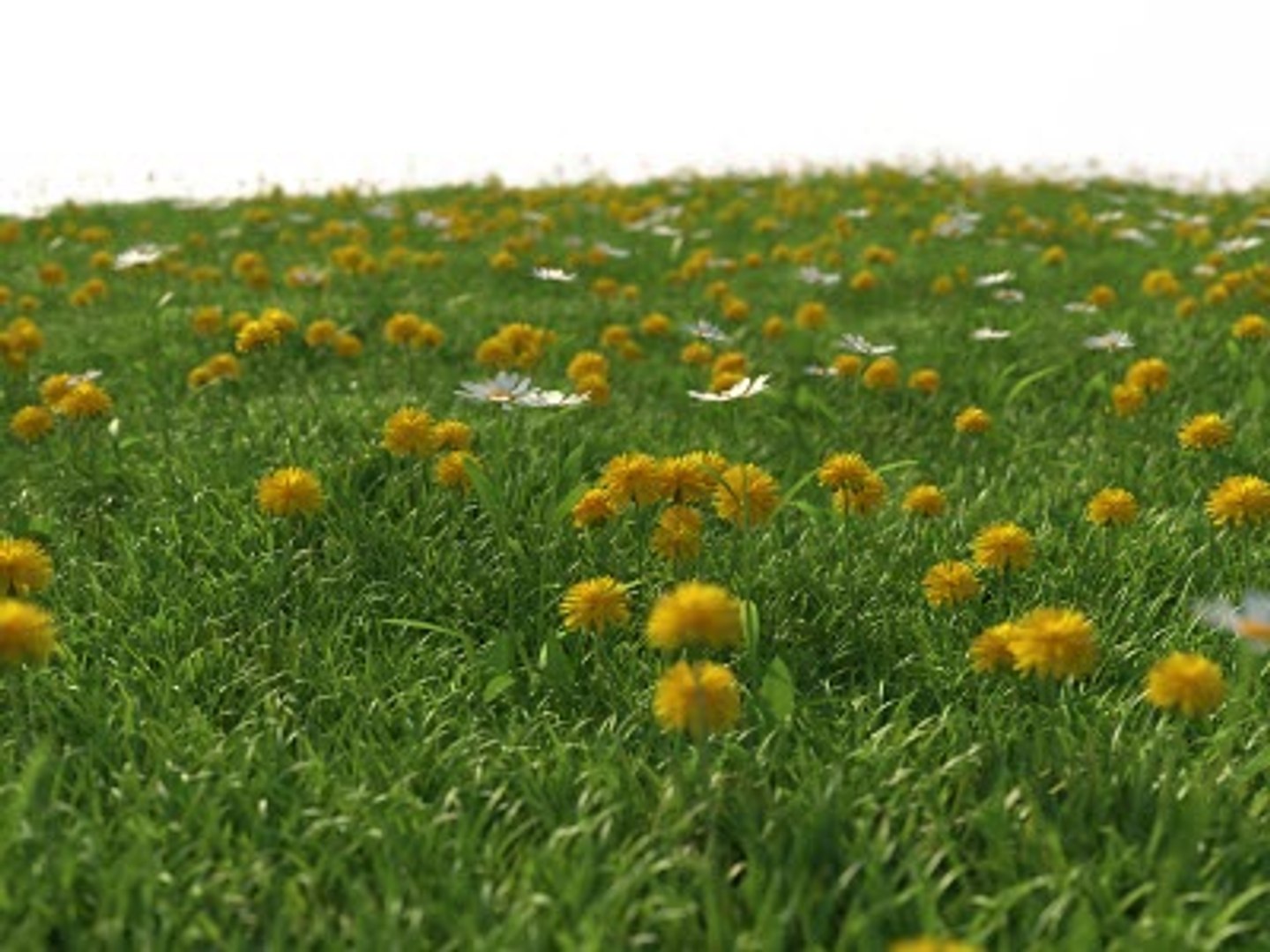 Grass Scattering 3d Max