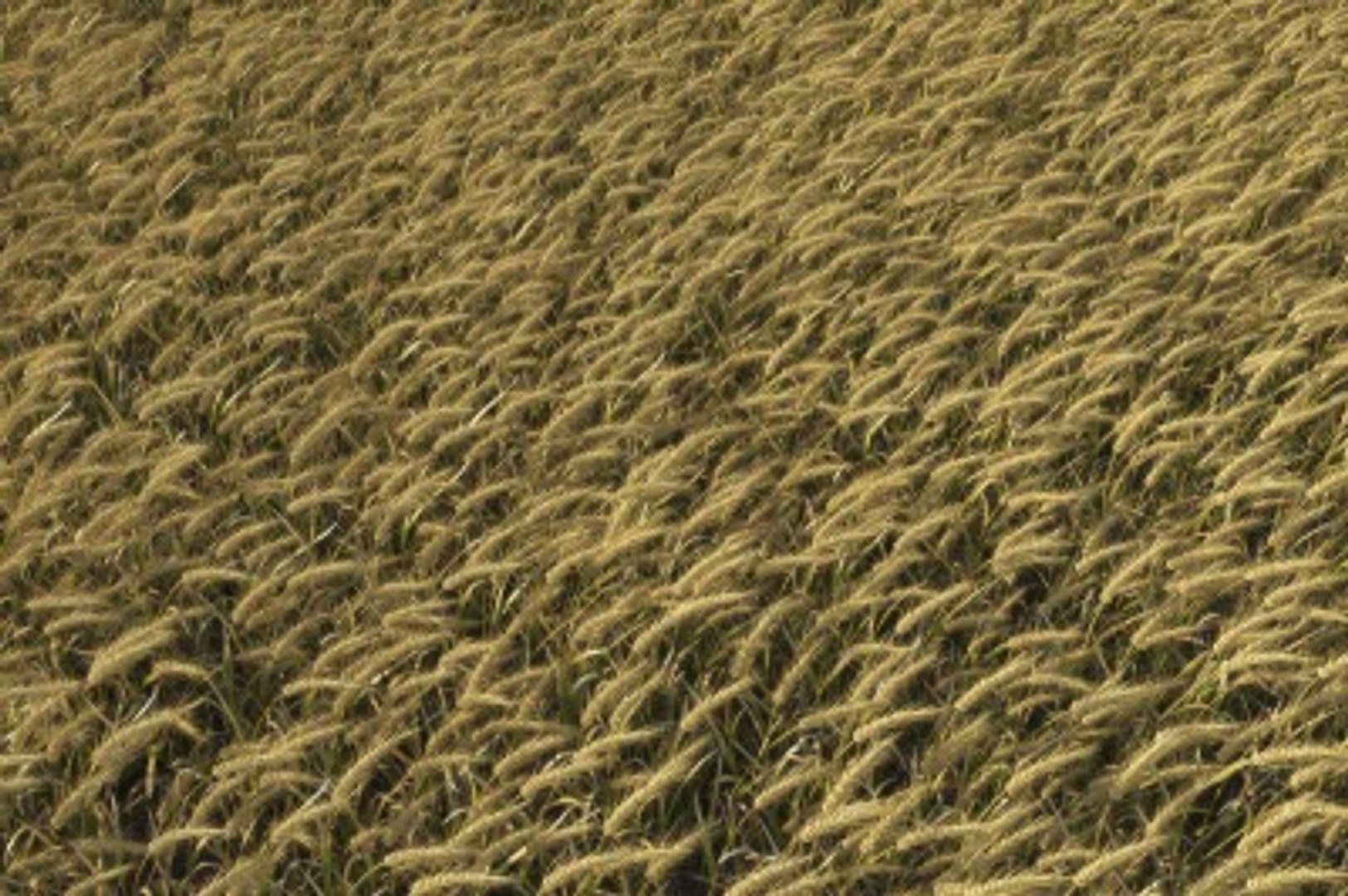 Grass Scattering 3d Max