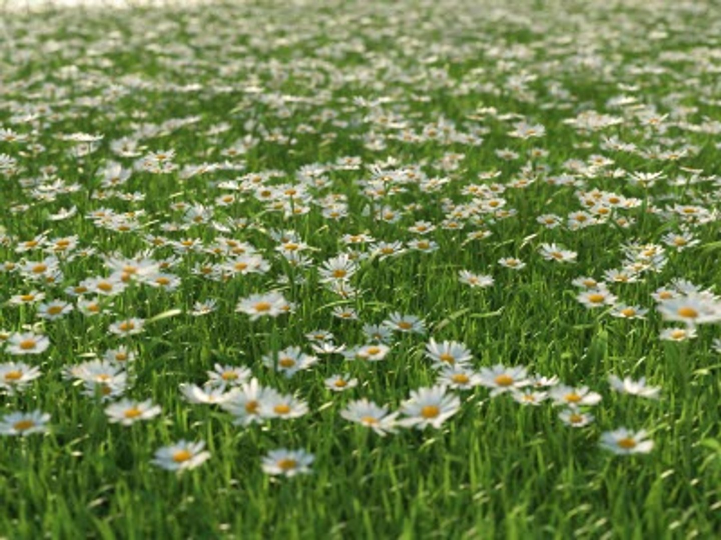 Grass Scattering 3d Max