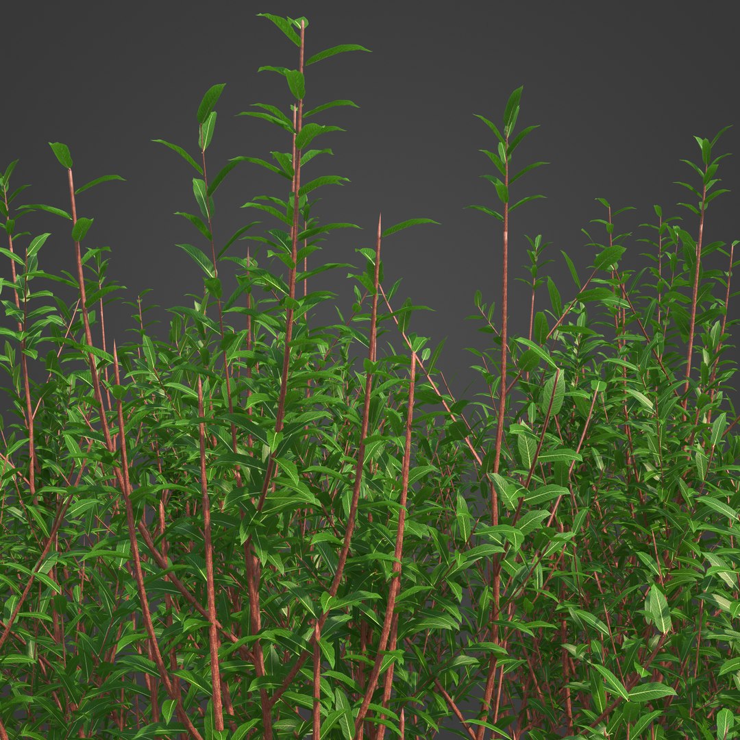 3D 2021 PBR Purple Willow Collection - Salix Purpurea - TurboSquid 1749743