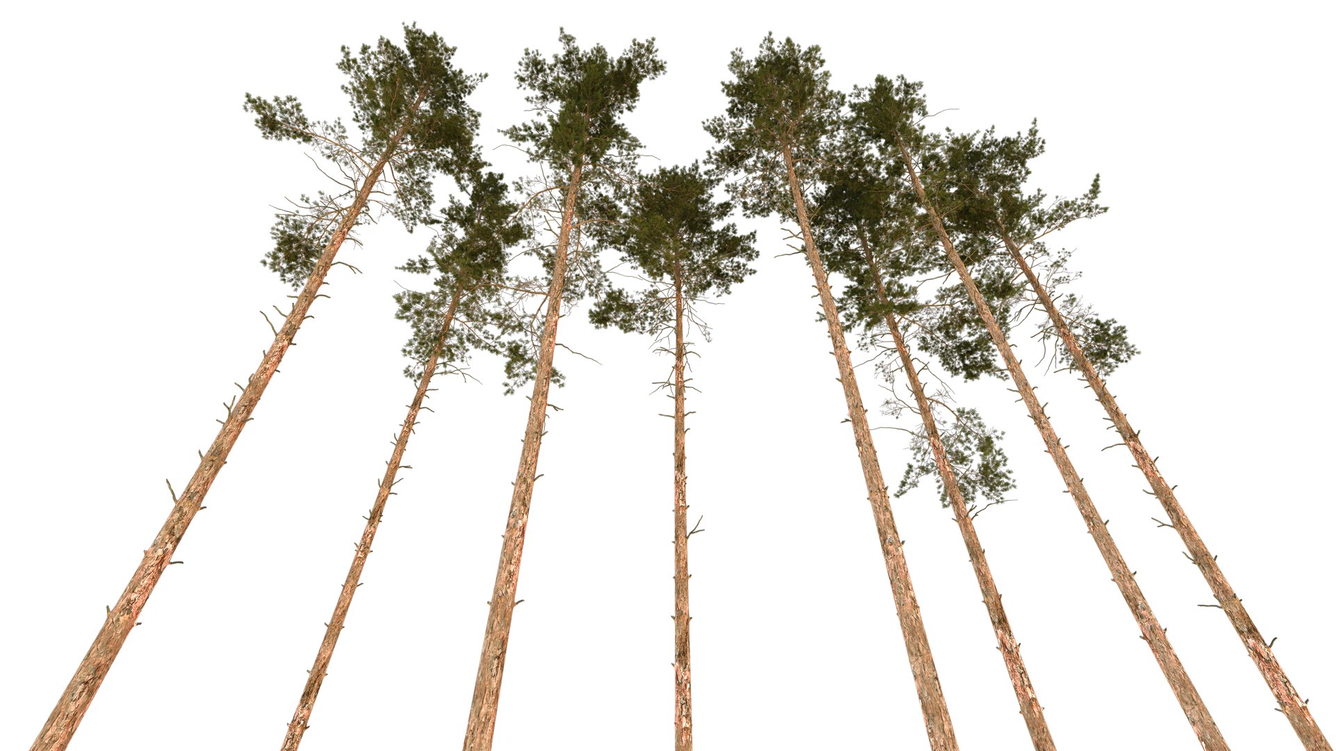 Pinus Tree Set 3D Model - TurboSquid 2316073