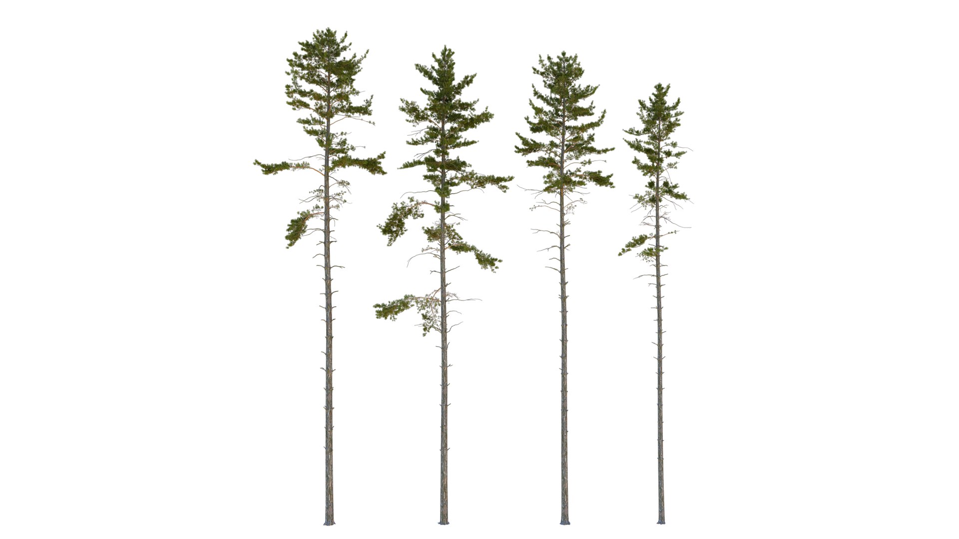 Pinus Tree Set 3D Model - TurboSquid 2316073