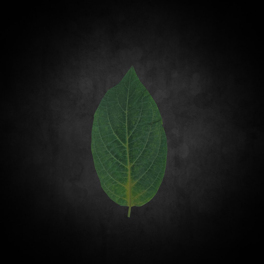 3D Low Poly Leaf 048 - TurboSquid 1852405