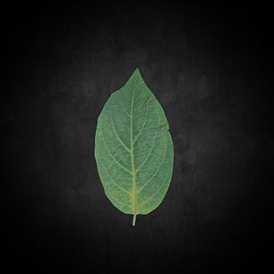 Leaf Blender Models for Download | TurboSquid