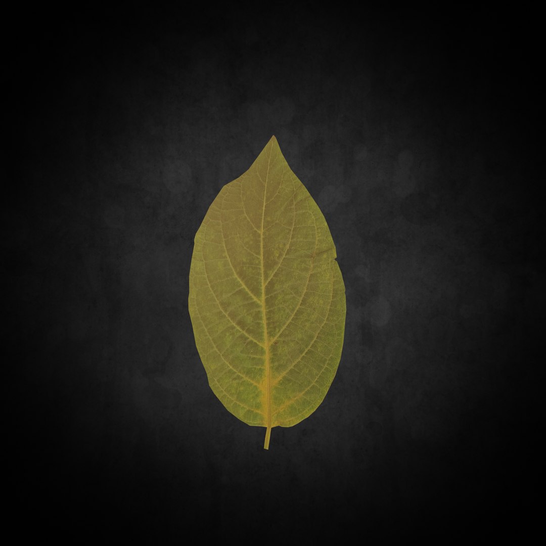 3D Low Poly Leaf 048 - TurboSquid 1852405