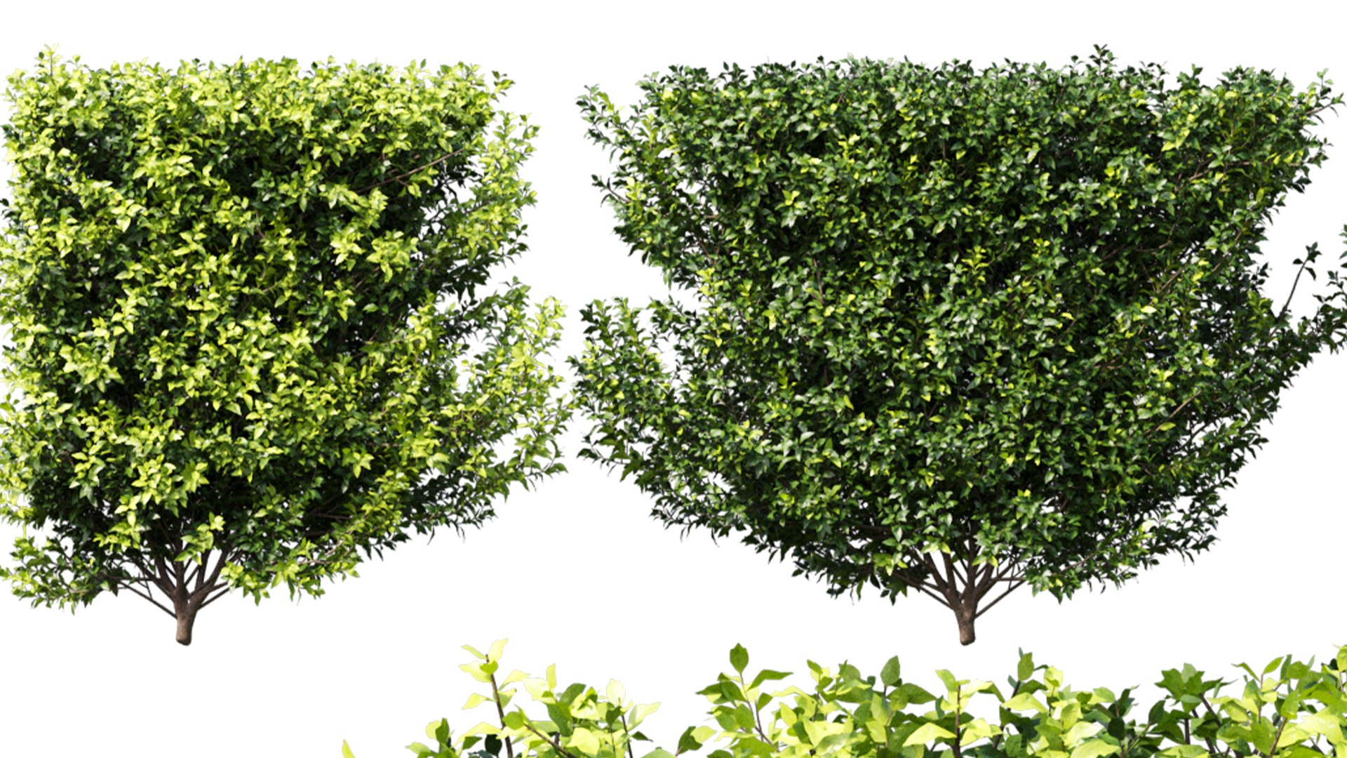 Duranta Repens 02 3D - TurboSquid 1791250