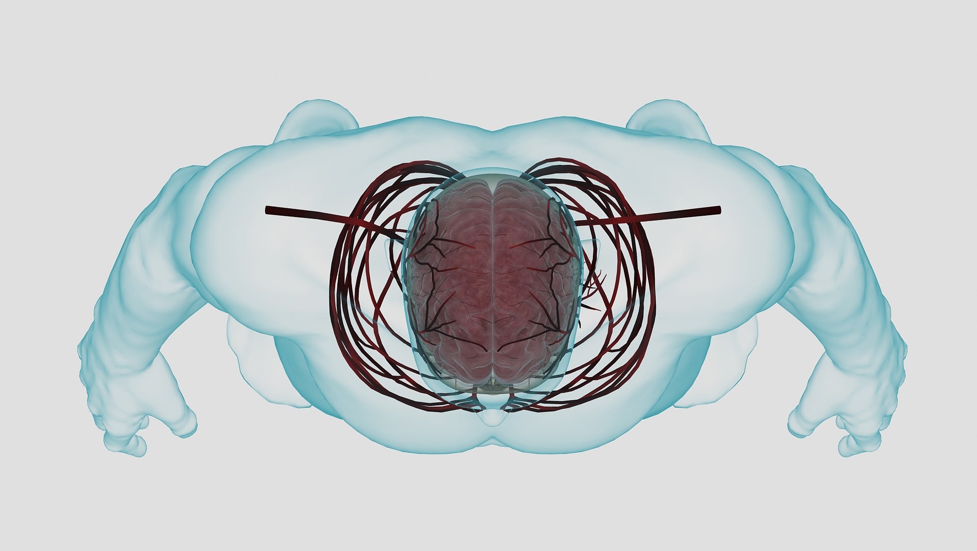 3D Human Organ Model - TurboSquid 2389367