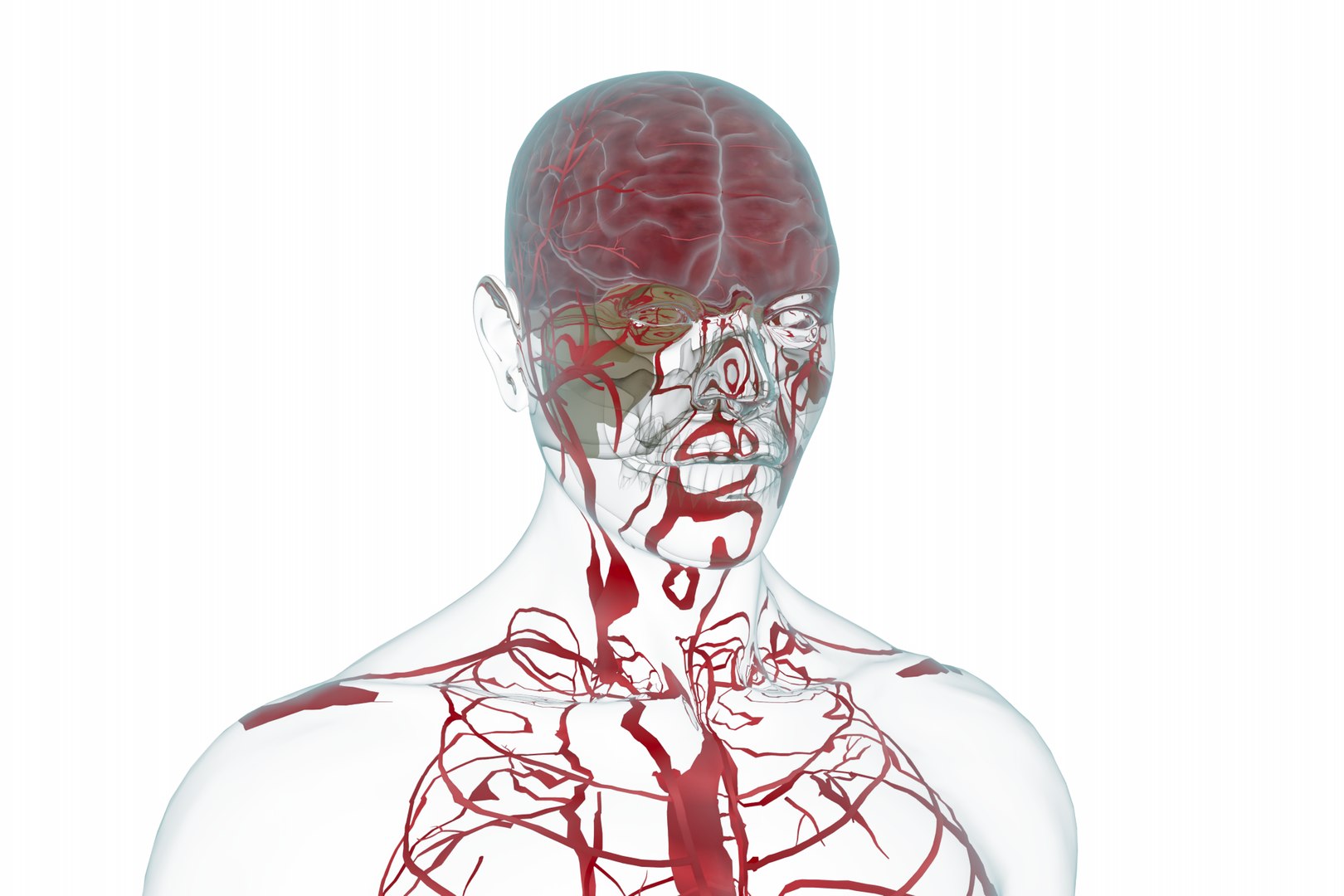 3D Human Organ Model - TurboSquid 2389367