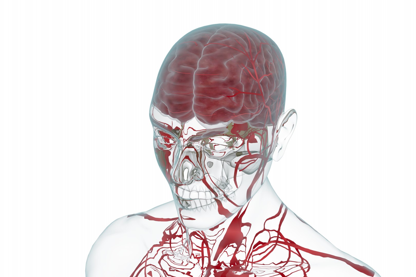 3D Human Organ Model - TurboSquid 2389367