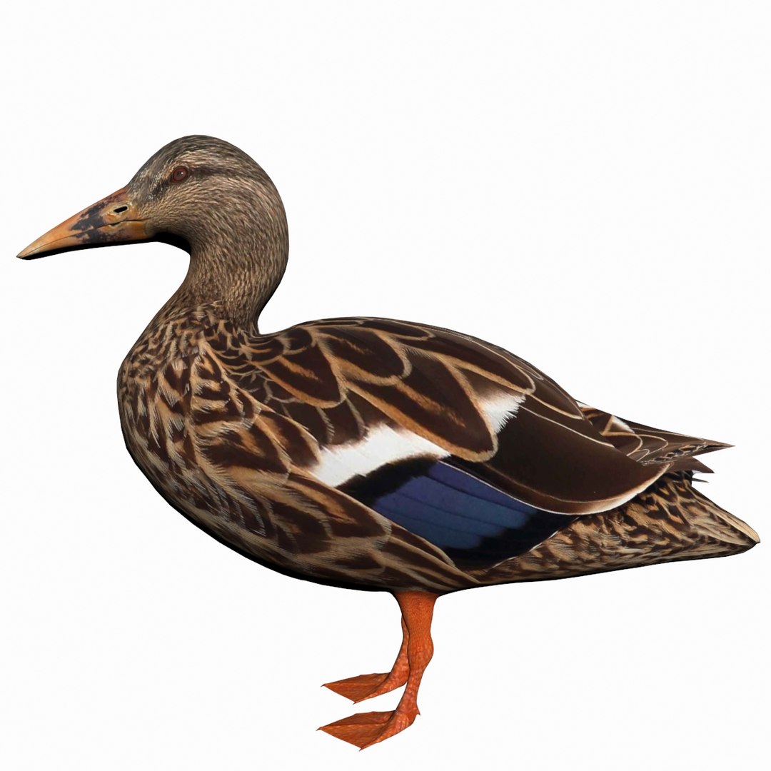 3D 20 Plus Birds Collection Model - TurboSquid 1760378